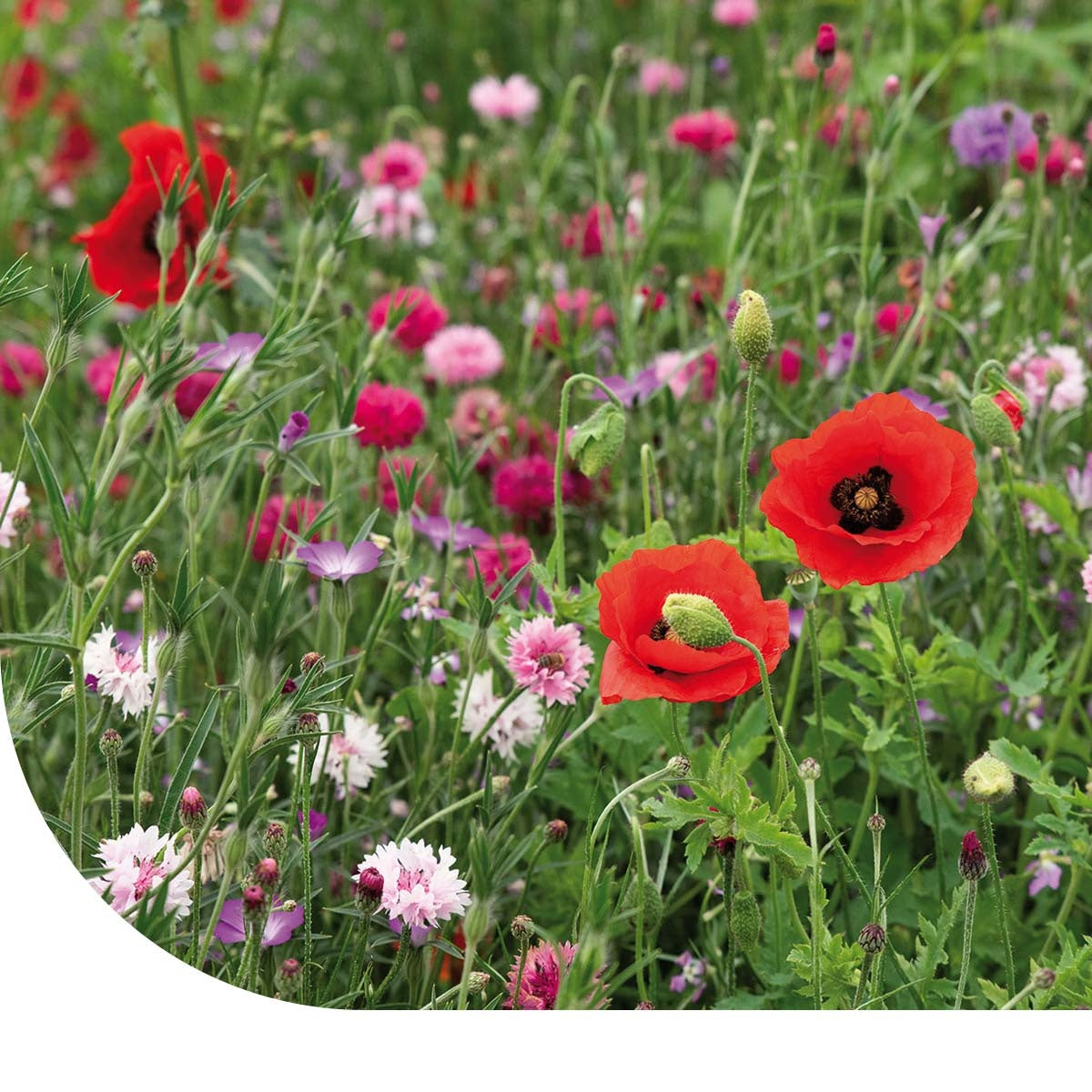 Fleurs d'été – Mélange de tons roses et rouges – Mulder Retail B.V.