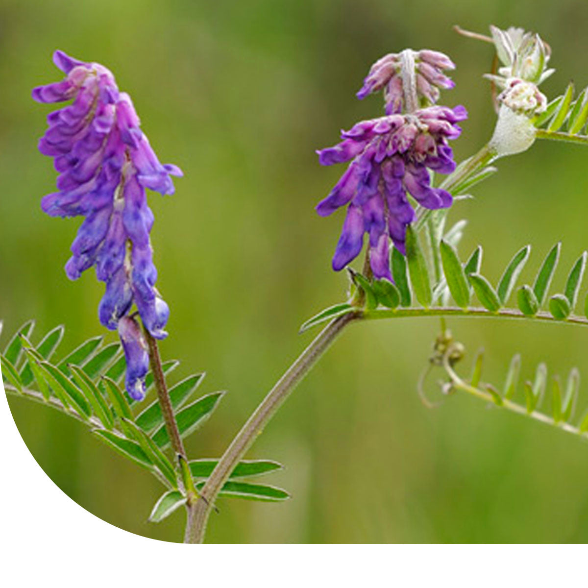 Vesce d'été - Vicia sativa – Mulder Retail B.V.