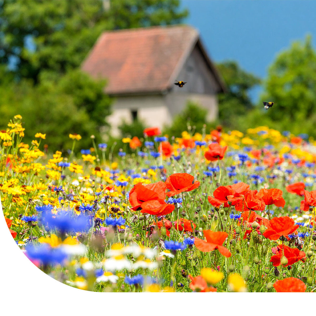 Mélange fonctionnel d'agro-biodiversité (FAB) – Mulder Retail